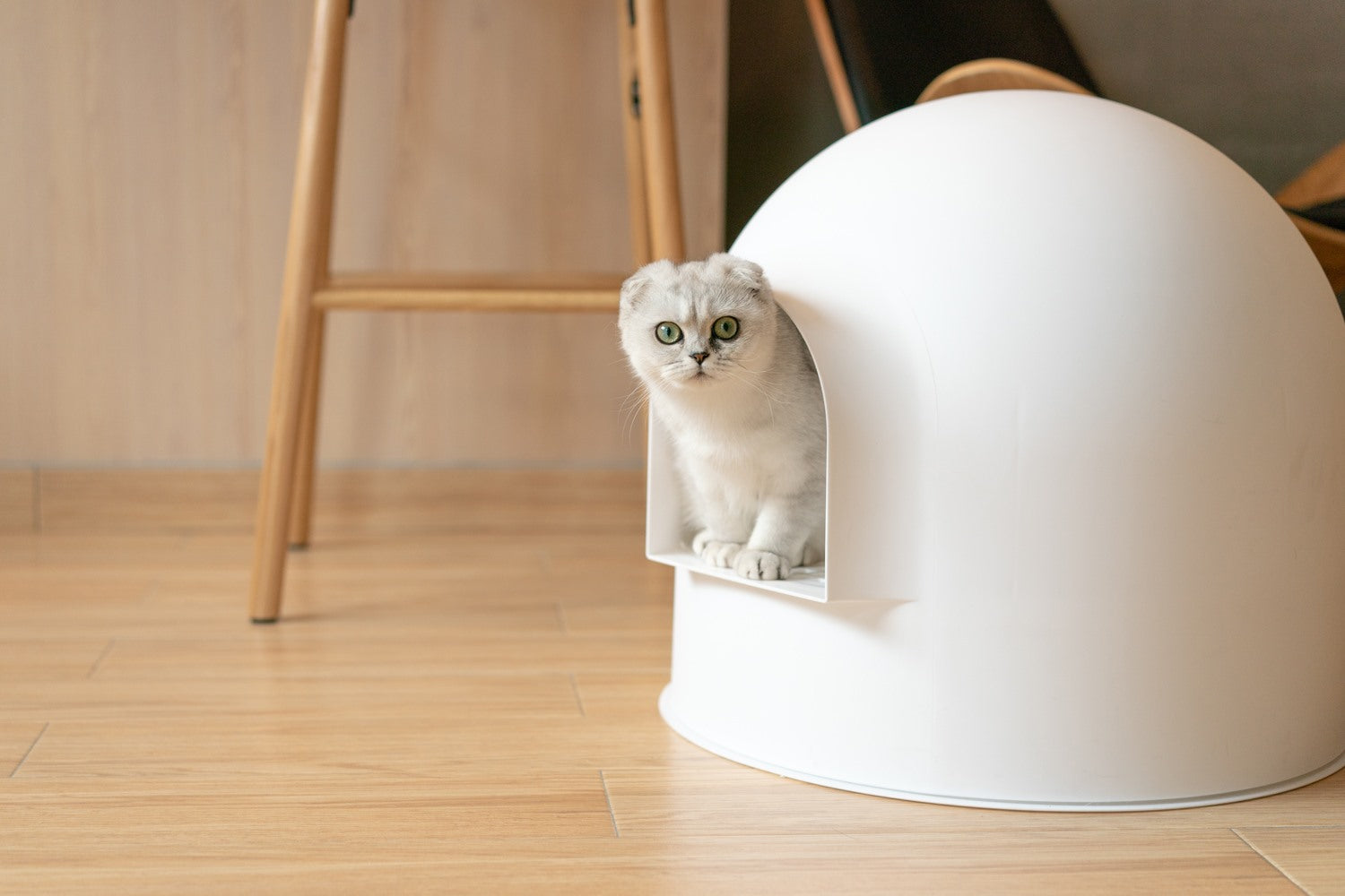 Here are some lesser-known facts about cats！ – pidan